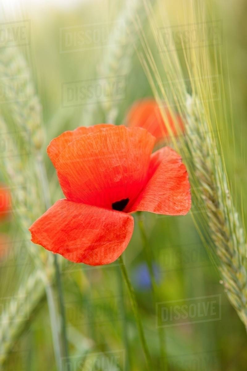 Red poppy, close up - Stock Photo - Dissolve
