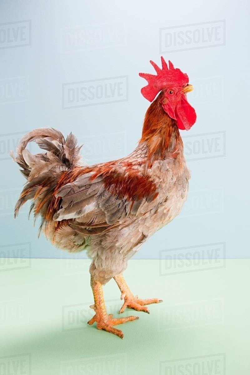 Rooster standing in studio - Stock Photo - Dissolve