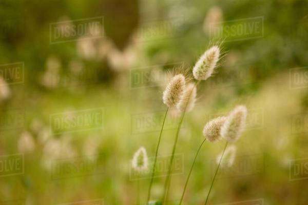Harestail grass, close up - Stock Photo - Dissolve