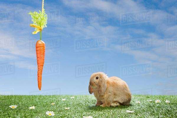 Rabbit with dangling carrot - Stock Photo - Dissolve