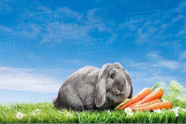 Rabbit with carrots - Stock Photo - Dissolve