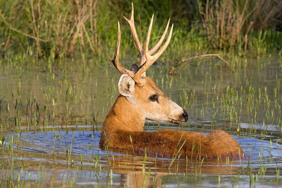 Marsh deer stag - Stock Photo - Dissolve
