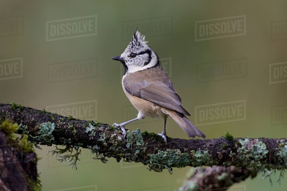 Crested tit - Stock Photo - Dissolve