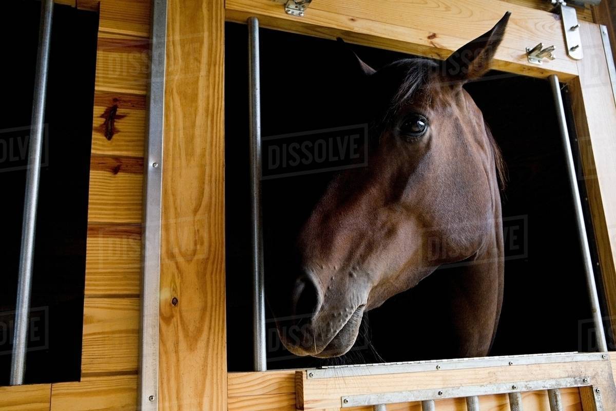 Horse's head and stable - Royalty-free Stock Photo | Dissolve