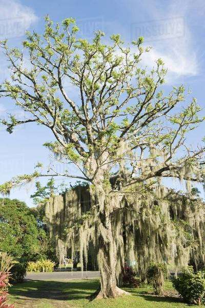 Tree with hanging foliage - Stock Photo - Dissolve