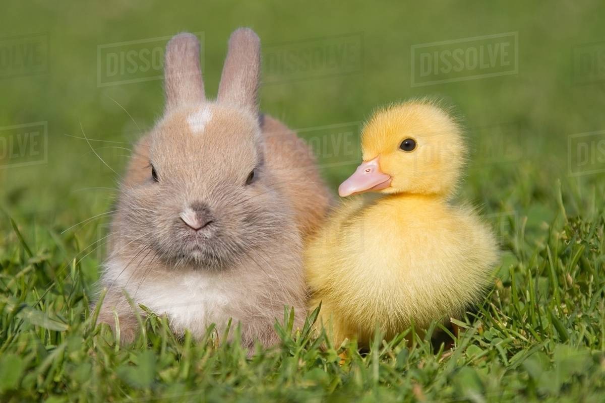 Rabbit and duckling on grass - Stock Photo - Dissolve