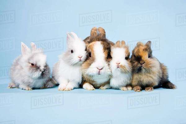 Five rabbits, studio shot - Royalty-free Stock Photo | Dissolve
