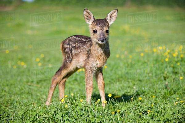 Cute fawn standing on grass - Royalty-free Stock Photo | Dissolve