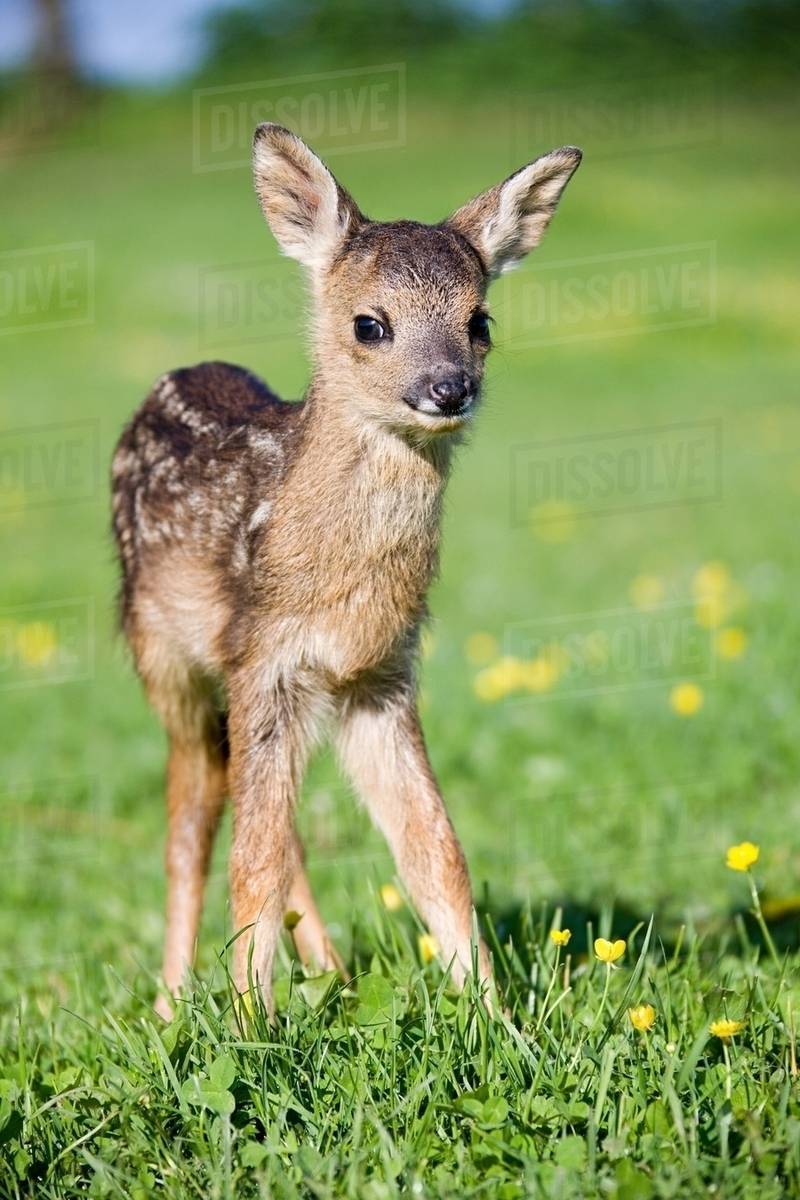 Cute fawn standing on grass - Stock Photo - Dissolve