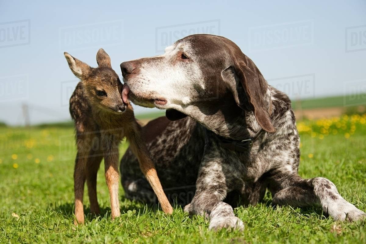 Fawn and dog sitting on grass - Royalty-free Stock Photo | Dissolve