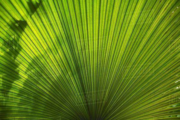 Backlit leaves - Royalty-free Stock Photo | Dissolve