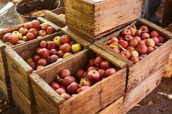 Crates of apples in orchard - Royalty-free Stock Photo | Dissolve