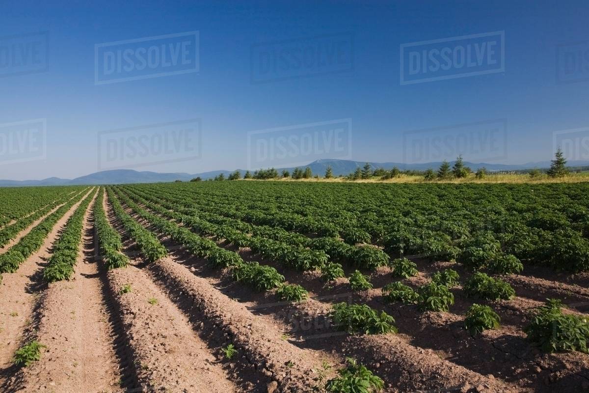 Large crop field in summer - Stock Photo - Dissolve