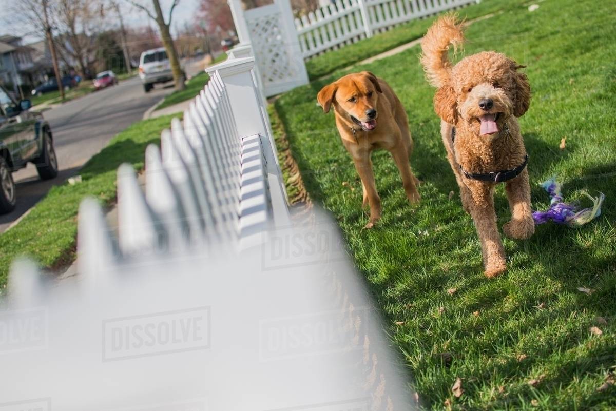 Two dogs playing in garden - Royalty-free Stock Photo | Dissolve