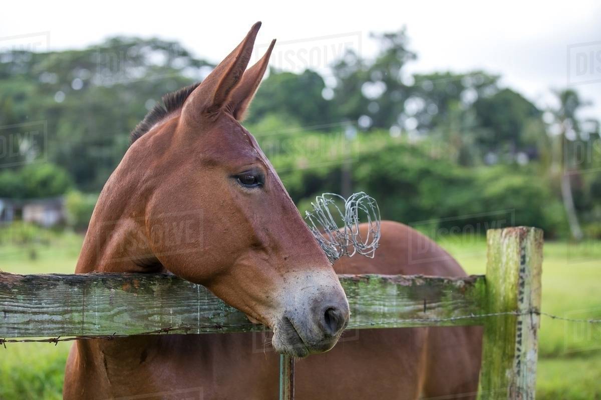 Portrait of horse, looking over fence, close-up - Royalty-free Stock ...