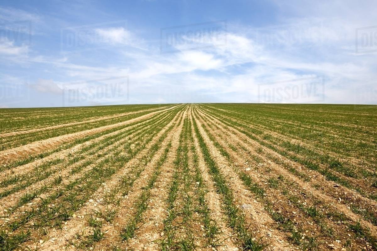 Crops in a field - Royalty-free Stock Photo | Dissolve