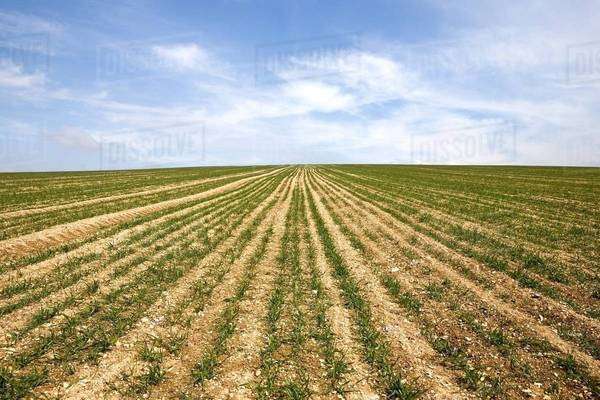 Crops in a field - Royalty-free Stock Photo | Dissolve