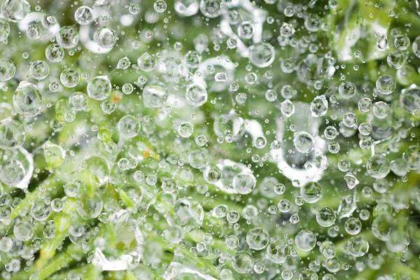 Close up of dew on a spiders web - Royalty-free Stock Photo | Dissolve