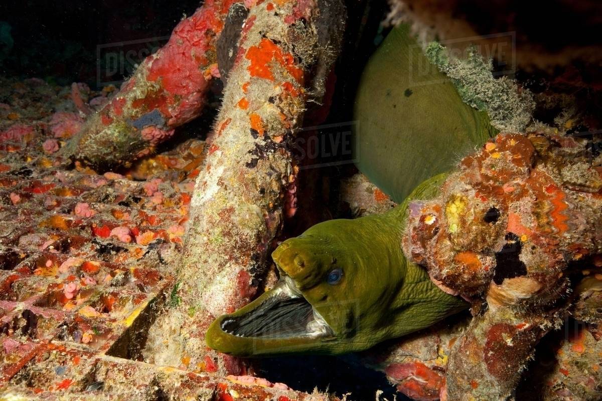 Green moray eel. - Stock Photo - Dissolve