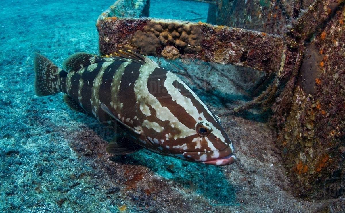 Nassau grouper on shipwreck - Royalty-free Stock Photo | Dissolve