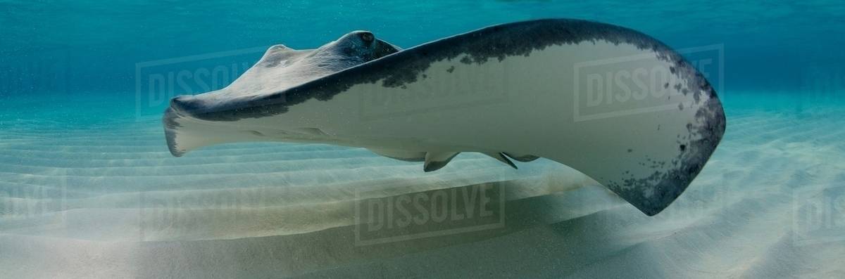 Ray swimming underwater - Royalty-free Stock Photo | Dissolve