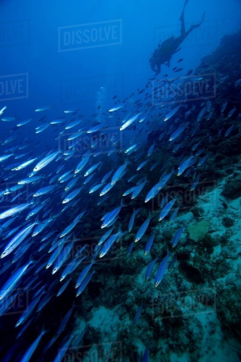 Scuba diver chasing school of fish - Stock Photo - Dissolve