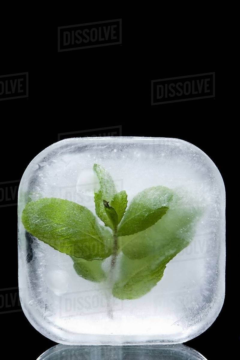 Frozen mint - Stock Photo - Dissolve