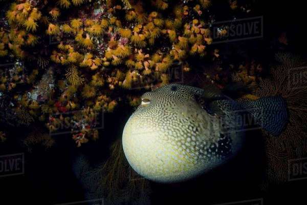Inflated pufferfish. - Stock Photo - Dissolve
