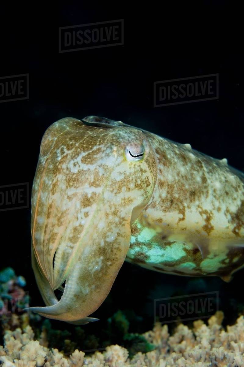 Close-up of cuttlefish - Royalty-free Stock Photo | Dissolve