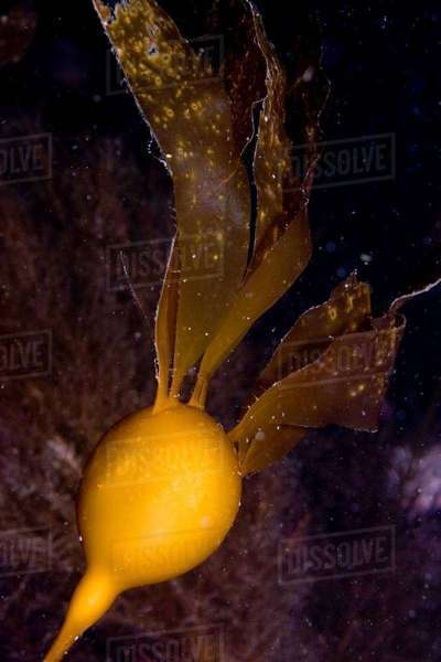 Close-up of kelp bladder. - Royalty-free Stock Photo | Dissolve
