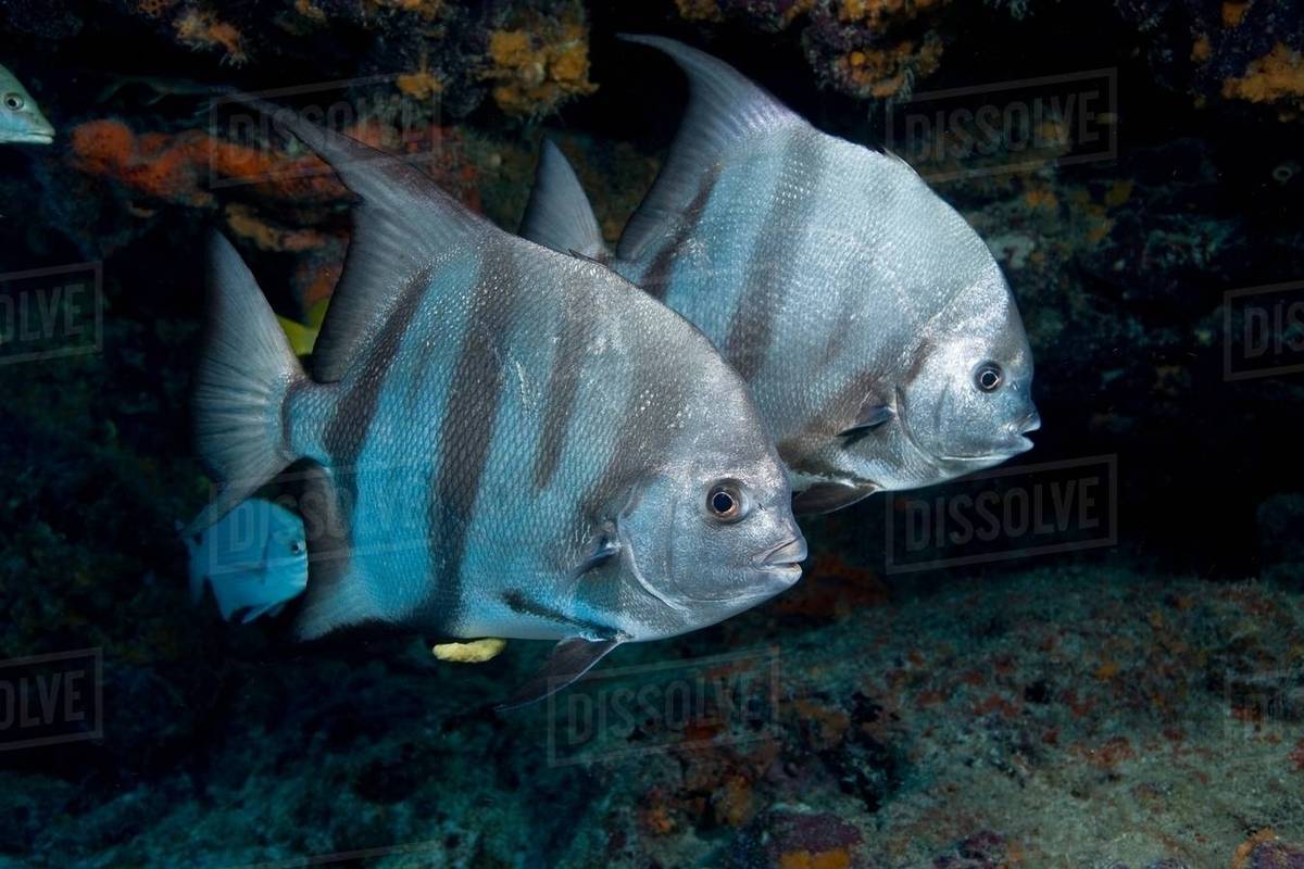 Pair of Atlantic spadefish. - Royalty-free Stock Photo | Dissolve