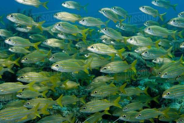 Schooling fish. - Royalty-free Stock Photo | Dissolve