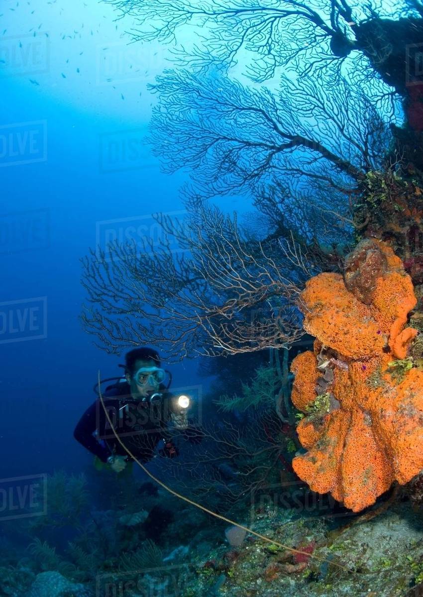 Coral reef scene with diver. - Stock Photo - Dissolve