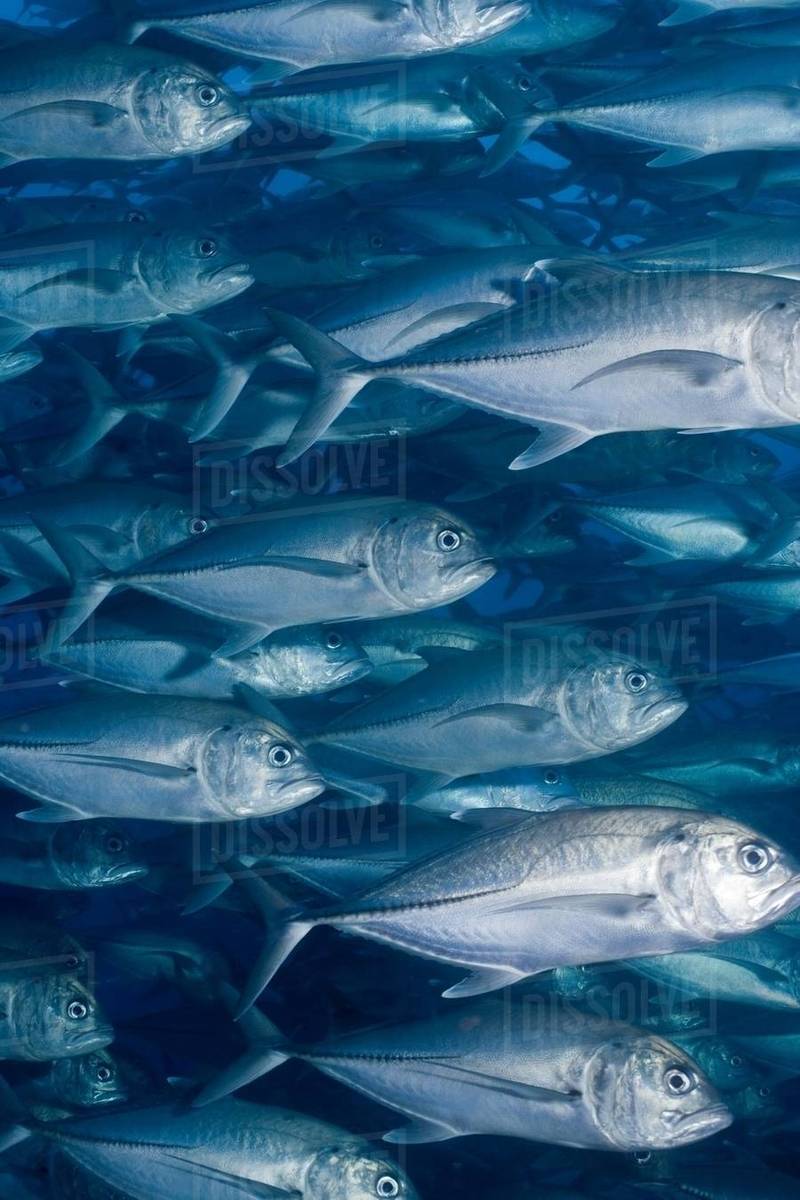 Schooling fish. - Royalty-free Stock Photo | Dissolve