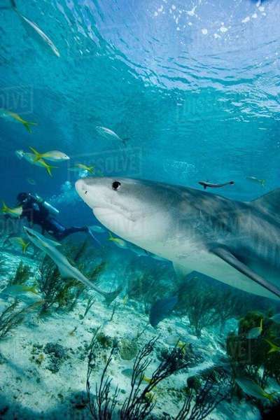 Tiger shark in the wild. - Stock Photo - Dissolve