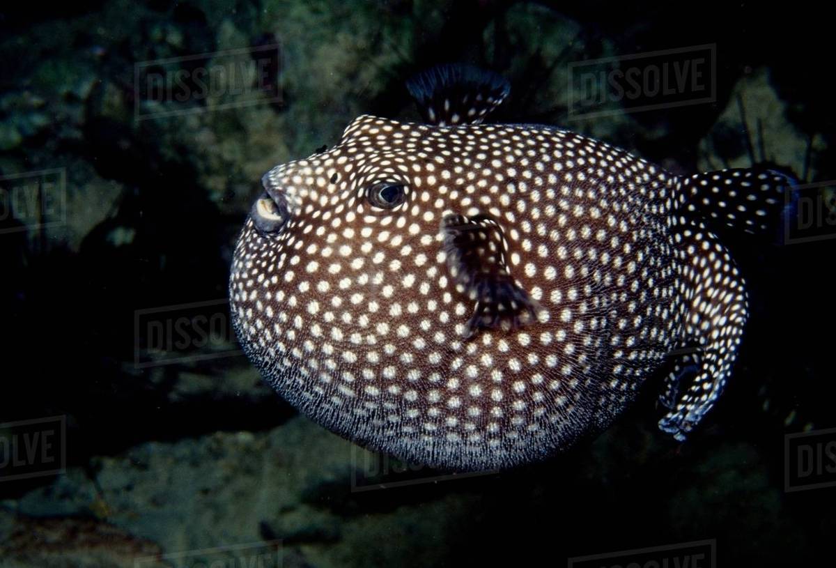 Puffer Fish Inflated at Isaac Oppen blog