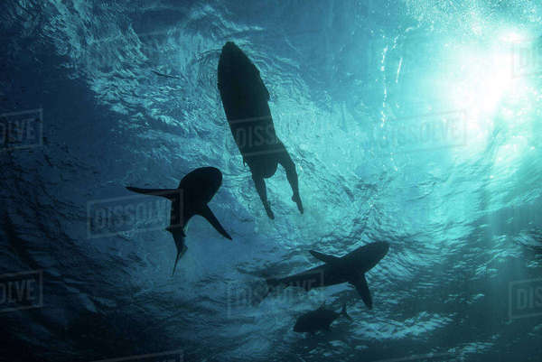 Low angle underwater view of surfer on surfboard with sharks, Colima ...