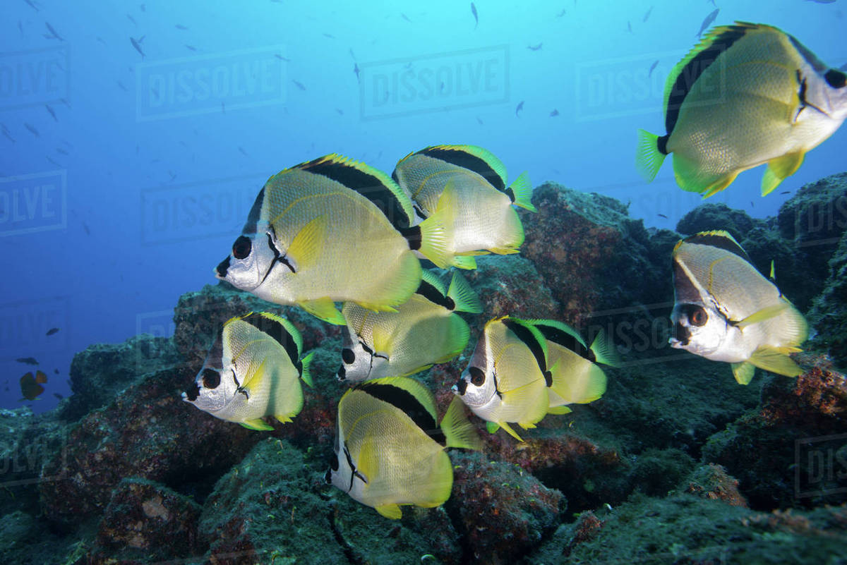 Underwater side view of black nose barber fish (Johnrandallia ...