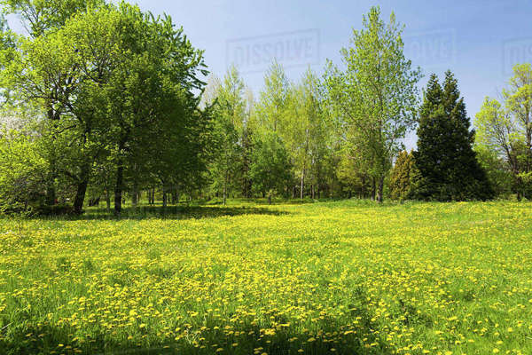 Green grass field with yellow Taraxacum - Dandelion flowers bordered by ...