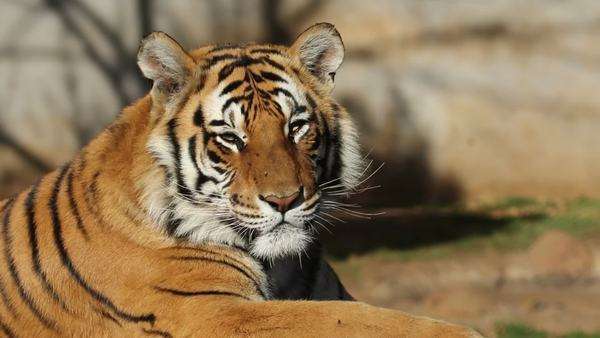 Portrait of a Bengal tiger (Panthera tigris bengalensis) irritated by ...
