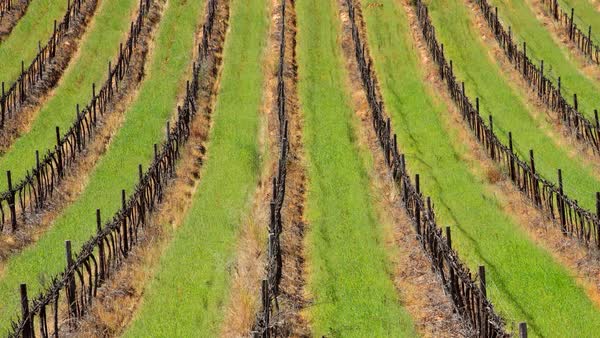 Landscape view of rows of vines and green grass of a vineyard, Cape ...