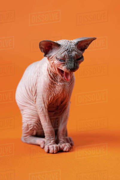 Portrait of female Canadian Sphynx Cat on orange background. - Stock ...