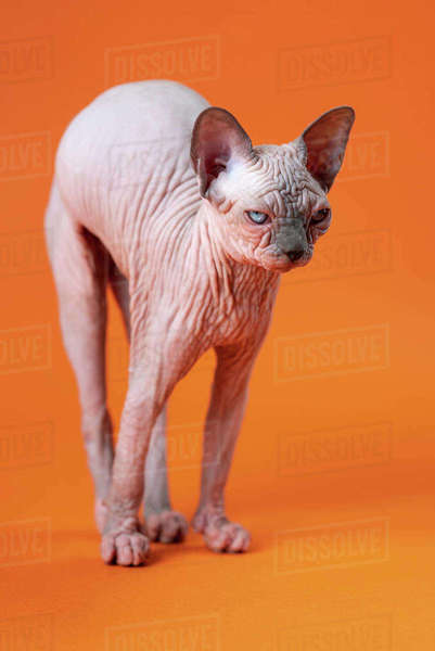 Canadian Sphynx Cat on orange background. - Stock Photo - Dissolve