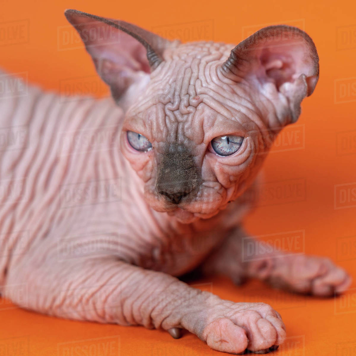 Portrait of Canadian Sphynx Cat lying on orange background. - Stock ...