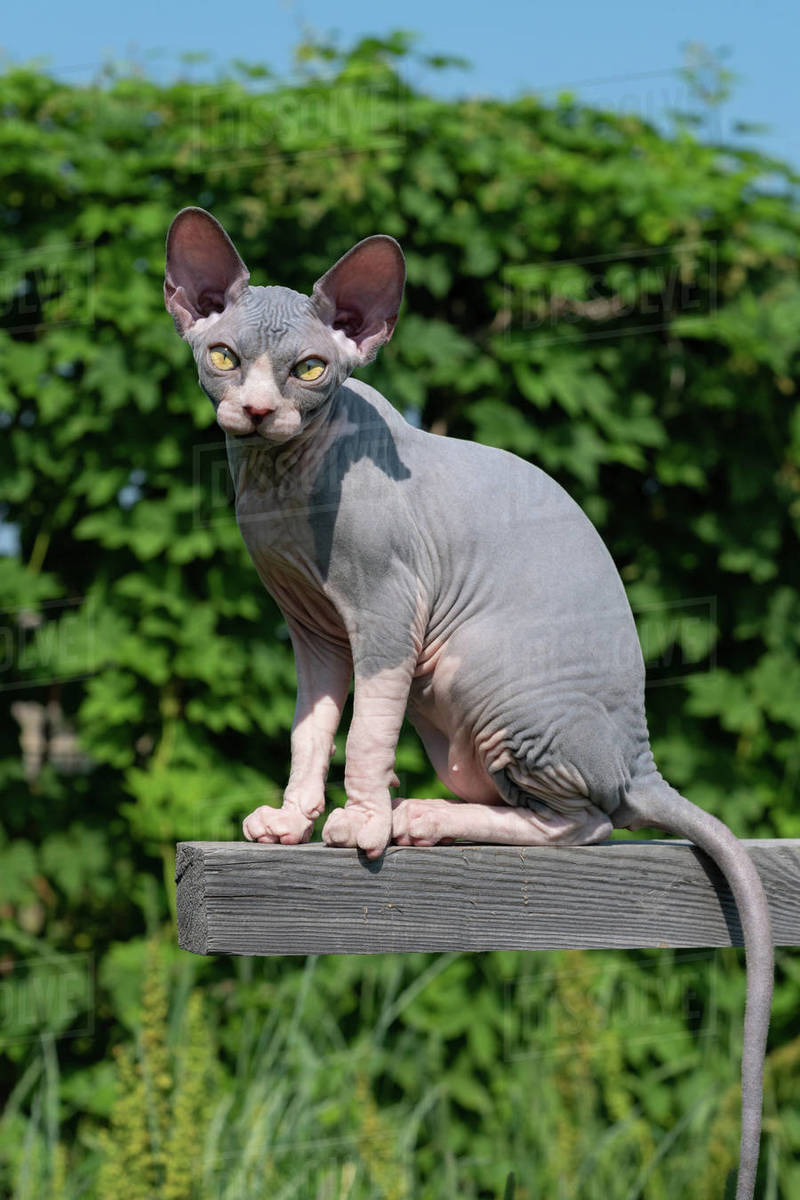 Portrait of blue and white male kitten of Sphynx Hairless Cat breed ...