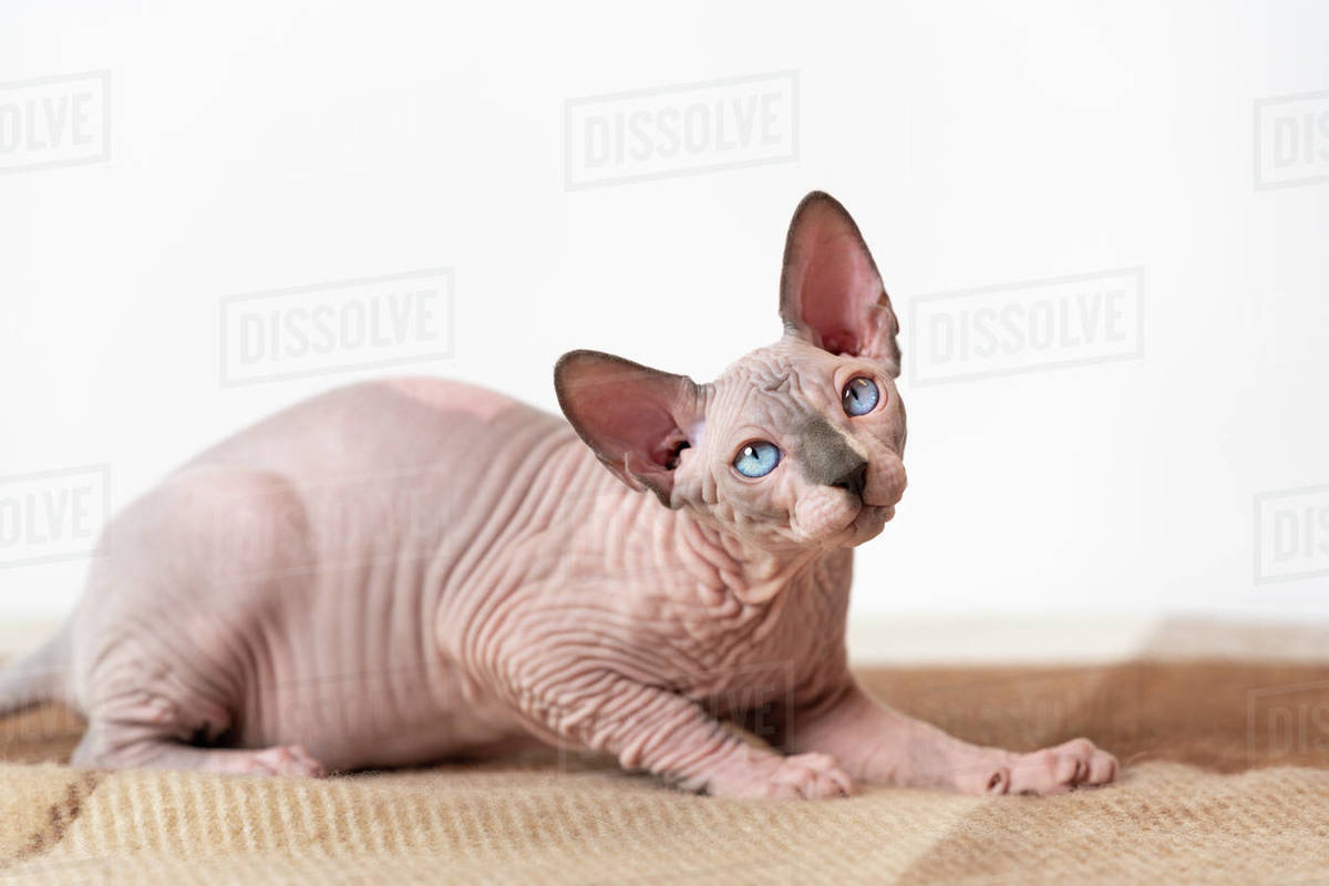 Cute 4 months old Canadian Hairless Sphynx male cat of blue mink and ...