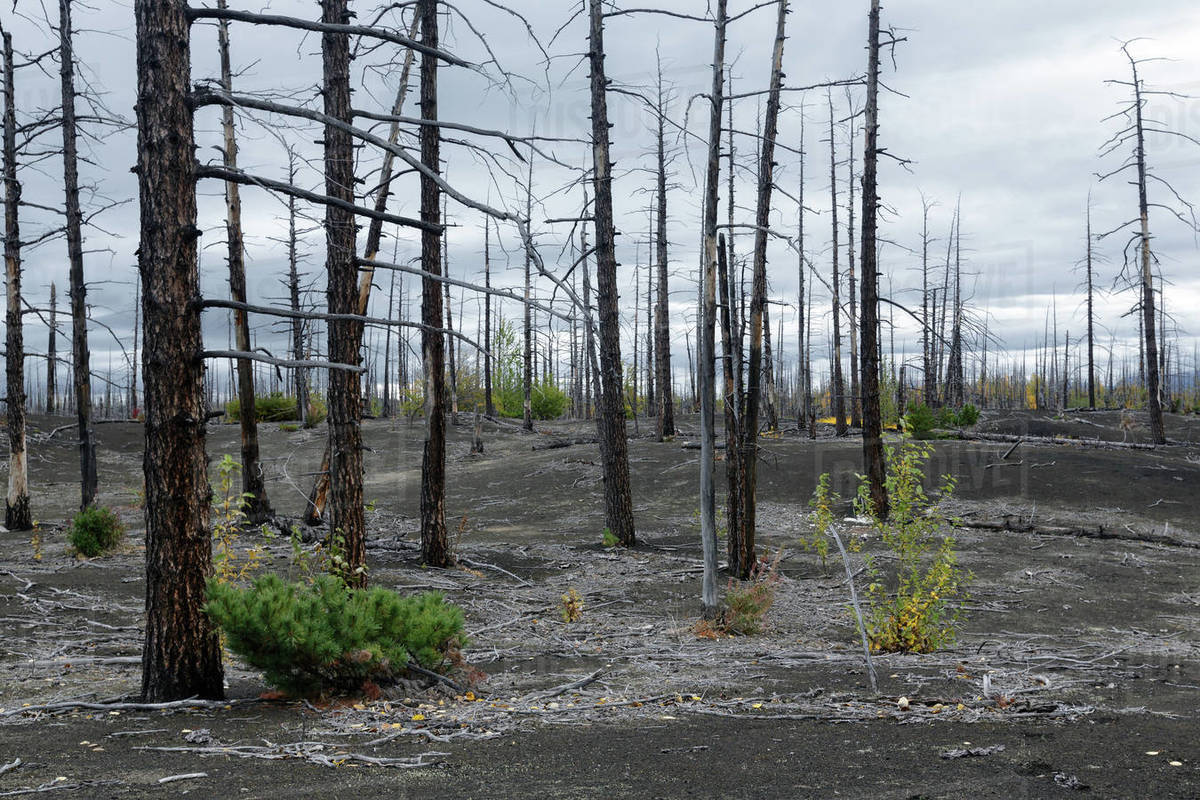 Kamchatka Peninsula volcano landscape: burnt tree (larch) on volcanic ...