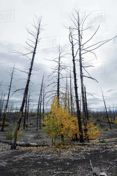 Burnt tree (larch) on volcanic slag, ash in Dead Forest (Dead Wood ...