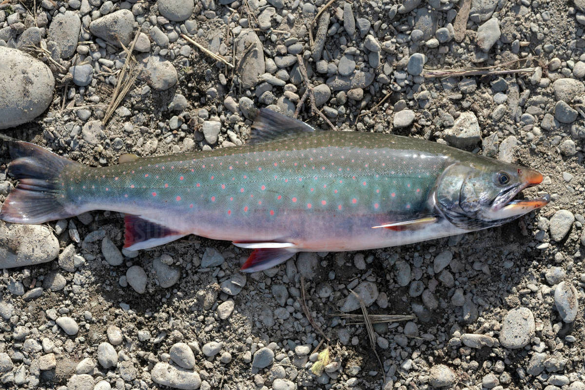 Wild Salvelinus - genus of salmonid fish often called char or charr ...