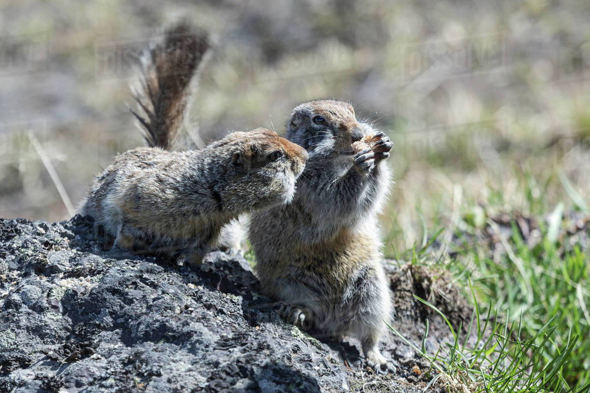 Wildlife: two cute ground squirrel. Russia, Kamchatka Peninsula ...